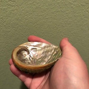 XL Natural Abalone Shell, Premium Blue Abalone, Blue Green Large ...