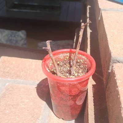 JAVA RED Bleeding Heart Rooted Starter Plant Clerodendrum Delectum Red ...