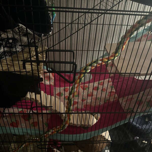 Rat Fall Breaker, Rat Fall Safe, Rat Cage Hammock, Rat Cage, (fall ...