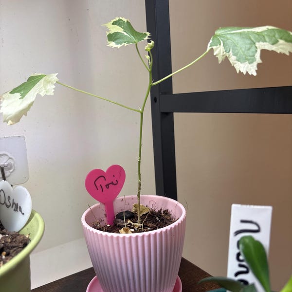 Philodendron 69686 Starter Plant (ALL STARTER PLANTS Require You to ...