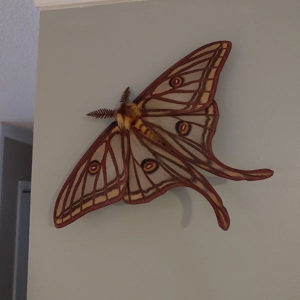 16x10 Inch Picasso Moth "baorisa Hieroglyphica" : Faux Entomology ...