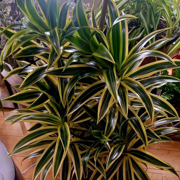 Mican Philodendron Velvet Leaf Philo Indoor & Outdoor Live Tropical ...