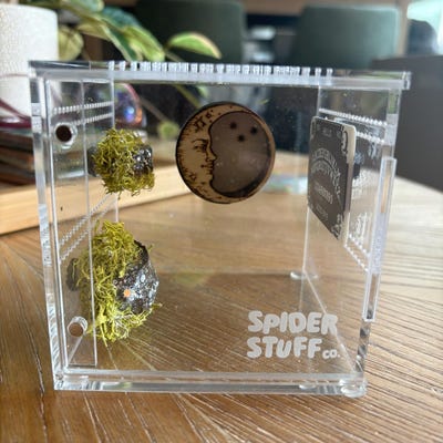 Spider Stuff Bioactive Enclosure Large 4x 4 X 8, Spider Enclosure ...