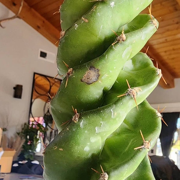 Spiral Cactus - Cereus Forbesii 'spiralis' - Twisted Rare Succulent ...
