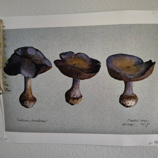 Gothic Home Decor | Vintage Oddities Curiosities Oddity Obscure and ...