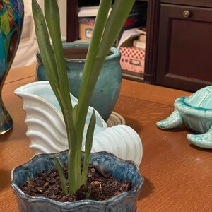 Neoregelia Sheba Bromeliad Offset for Shade or SUN | Etsy