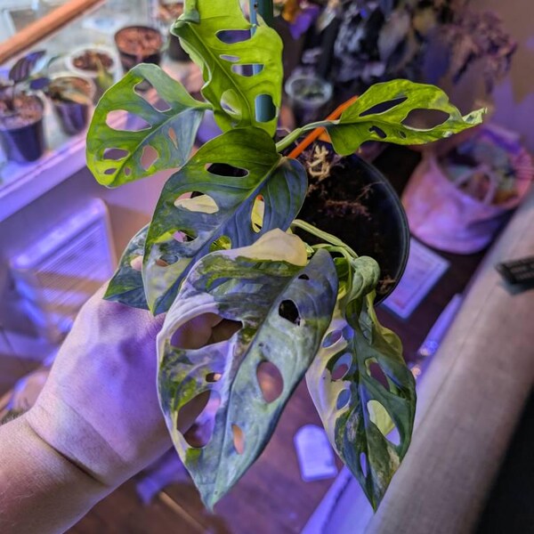 Scindapsus Mayari Variegated Plant - Growers Choice - Etsy