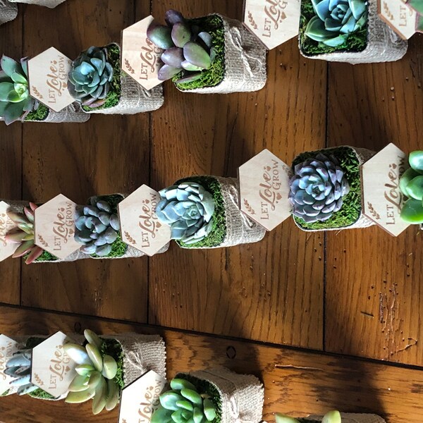 2" Succulent Favors: Burlap & Lace, "let Love Grow" Sign, Bridal Shower ...