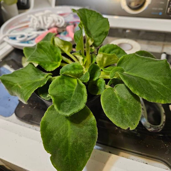 Kei Yoki African Violet Live Plant, Young Pre-finished Starter in a 4 ...