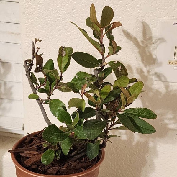 Live Texas Privet/ Ligustrum Japonicum Texanum Come With a One-gallon ...