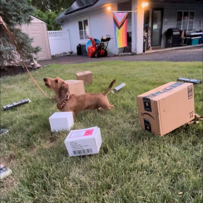 AKC Scent Work Training Kit - Etsy