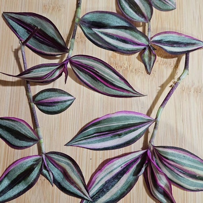 Tradescantia Blossfeldiana Aurea limelight - Etsy