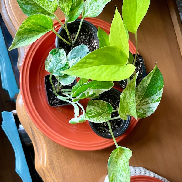 Snow Queen Pothos Single Starter Plant in a 1.5" Pot - Epipremnum ...