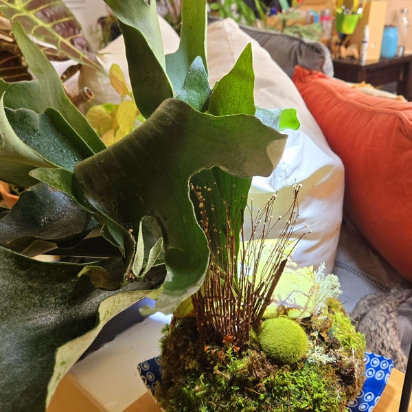 Croton Petra Kokedama Moss Ball With Colorful Croton Petra. - Etsy