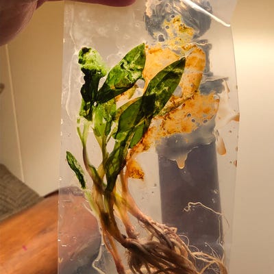 BUY2GET1FREE Java Moss, Bogor Moss Aquarium Plant Easy Aquarium Plant ...