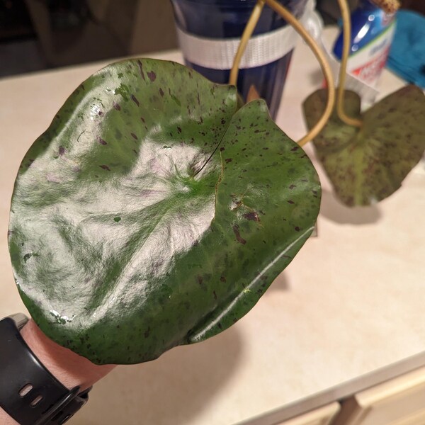 Large 6 Hydrocotyle Vulgaris Money Plant Copper Coin Plant Lucky Plant ...