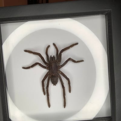 One Impressive Bird Eating Spider Selenocosmia Javanensis , Tarantula ...