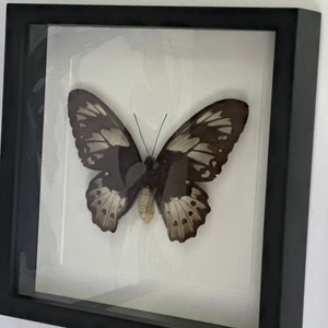 Framed Lanternfly Cicada, Gold Foil Ornament Frame Print, Pyrops Gunjii ...