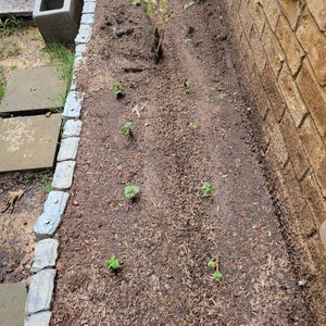 5 Heritage Everbearing Red Raspberry Plants 5 Large 1 Year - Etsy