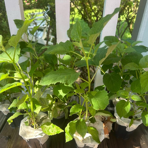 Biblical Myrtle Herb Plant - Myrtus - Ancient Herb - 4.5" Pot - Topiary ...