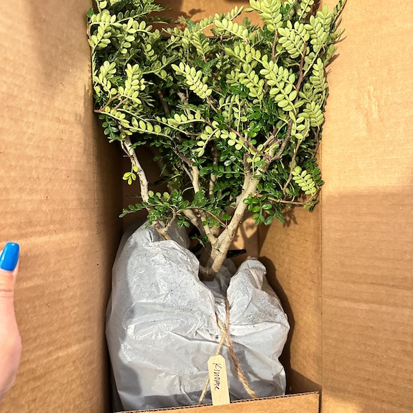 Kinome, Aka Chinese Pepper Tree, Large Live Plant - Etsy