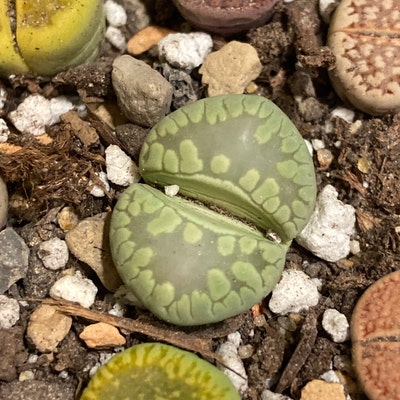Lithops C350a BIG TEETH/L. Otzeniana 'green Form' Ex 0.70.9/3.5 Years ...