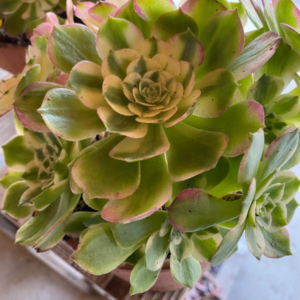 Aeonium Neptune Cluster. Rare Succulents. Variegated Aeonium. Gift for ...