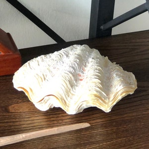 Imperial Volute Conch Shell Horn Spikes Unique Large Display | Etsy