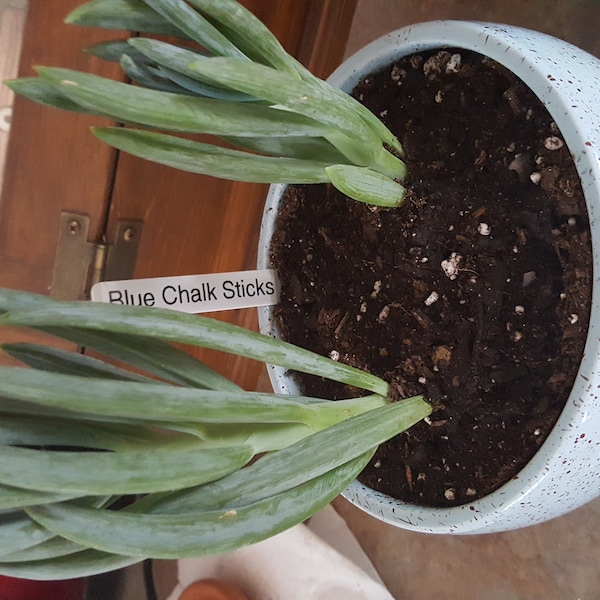 Rooted Blue Chalk Sticks Plant, Chalk Fingers Succulent, Good Ground ...