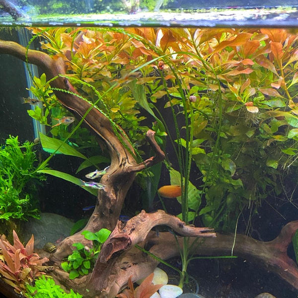 Fluval Aquasky/plant 3.0 Light Risers: Aquarium Tank Mount - Etsy