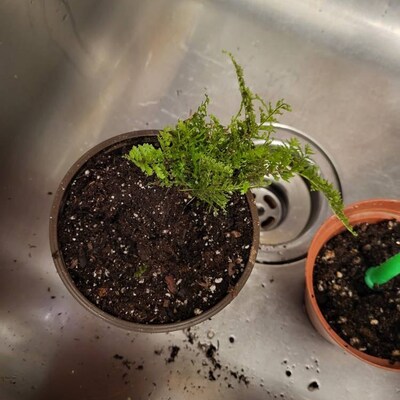 Flowerpotnursery Moonlight Fern Cretan Brake Fern Pteris Cretica Mayii ...