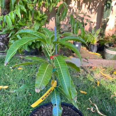 Haden Mango Tree Grafted 3 Gallon - Etsy