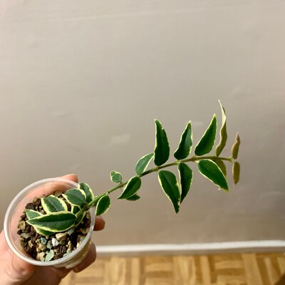 Rare Epipremnum Aureum/ Poosin New Manjula Mutant , Highly Var Rare ...