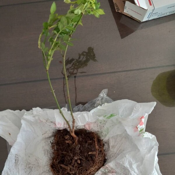 Sunset Snappy Blanket Flower Perennial Seeds - Etsy