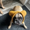 Frenchiestore Organic Dog Frenchie Ear Warmers Fawn Frenchie - Etsy