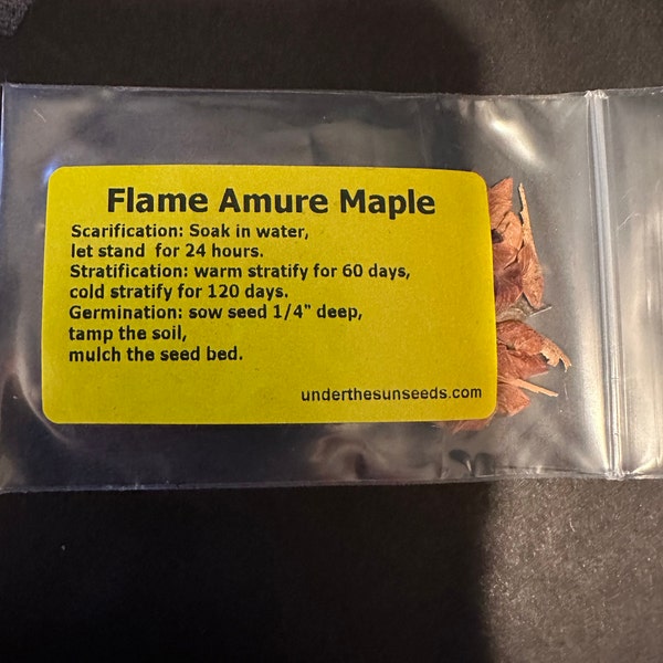 Chokecherry Tree Seeds (prunus Virginiana) 25+seeds - Etsy