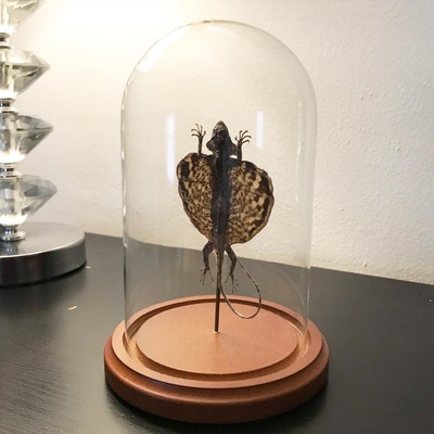 Preserved Draco Flying Lizard - Etsy