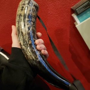 Ancient Fossilized Corax Shark Dinosaur Teeth Shark Teeth | Etsy