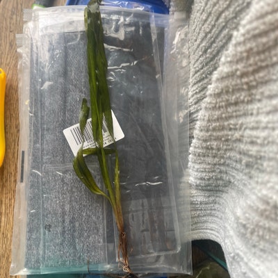 BUY 2 GET 1 FREE Corkscrew Val vallisneria Contortionisteasy Live ...