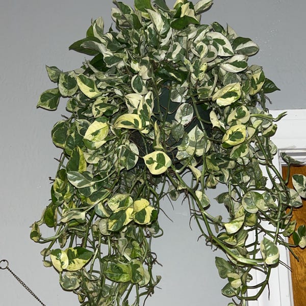 LIVE 6 Pot Ivy Plant, Hedera Helix, Plant Gift for Home, Dad Christmas ...