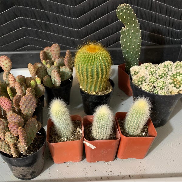 Fire Stick Cactus | 6 Inch | Sticks on Fire Cactus | Tirucalli | Live ...