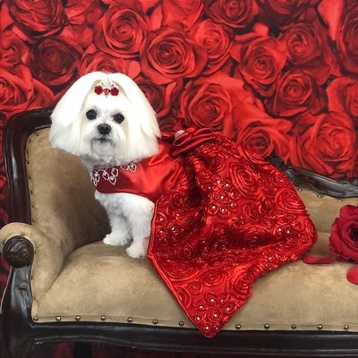 Star Spangled Girl Dog Harness Dress Xxsmall to 4xlarge Dog Dress, Dog ...