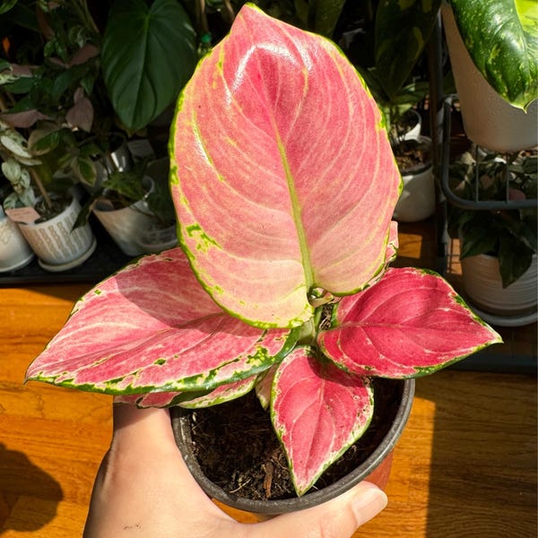 Aglaonema Chinese Evergreen "geely Red" - Etsy