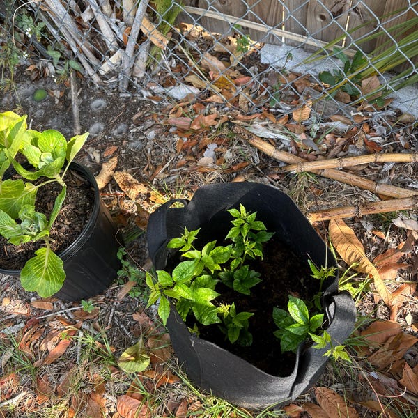 African Yellow Bush Mango(irvingia Gabonensis) Early Fruiting Variety ...