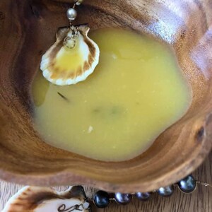 Pre-drilled Seashells Set of 25 Brown and White Chula Shells - Etsy