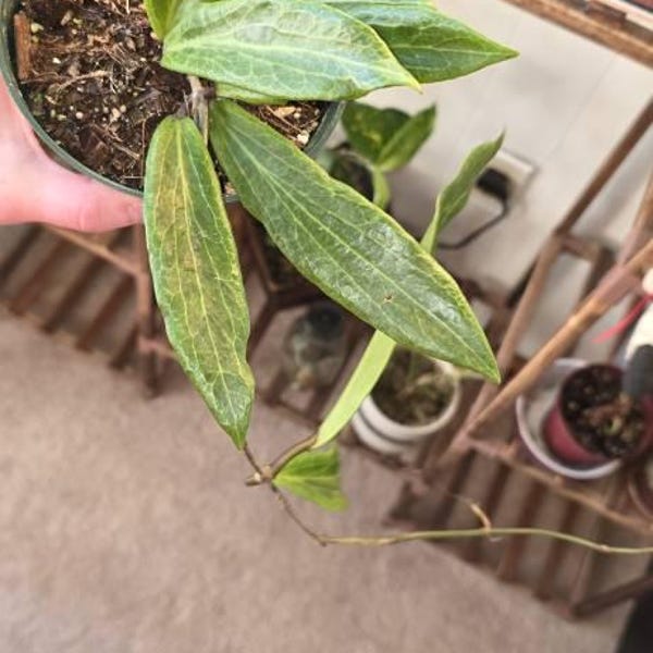 Hoya Parviflora Splash in 4.5”pots - Rare Hoya - Wax Plant - Attractive ...