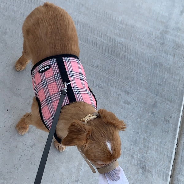 Smuzzle: A Soft Muzzle That Lets Your Dog Smile - Etsy