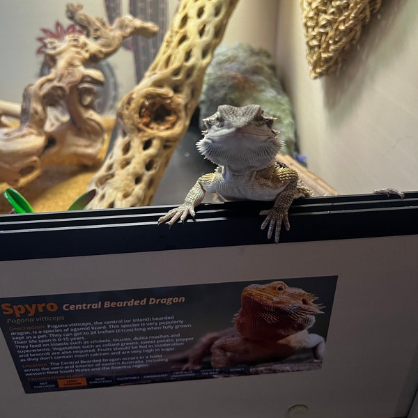 Reptile Enclosure Labels Bearded Dragon Information Sticker - Glossy ...