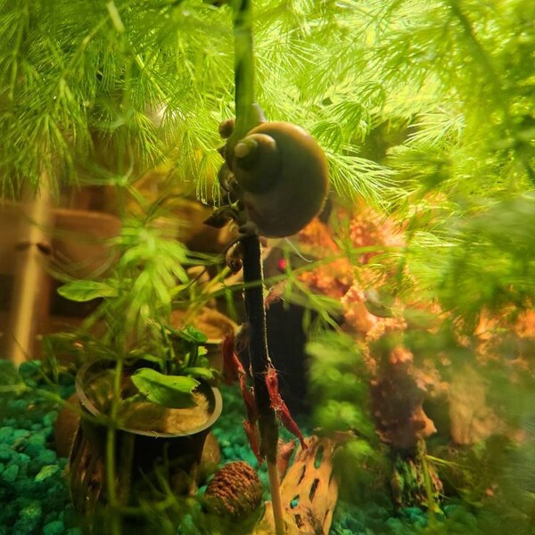 X2 Subwassertang Moss on Cholla Wood - Shrimp Hideout & Betta Aquarium ...