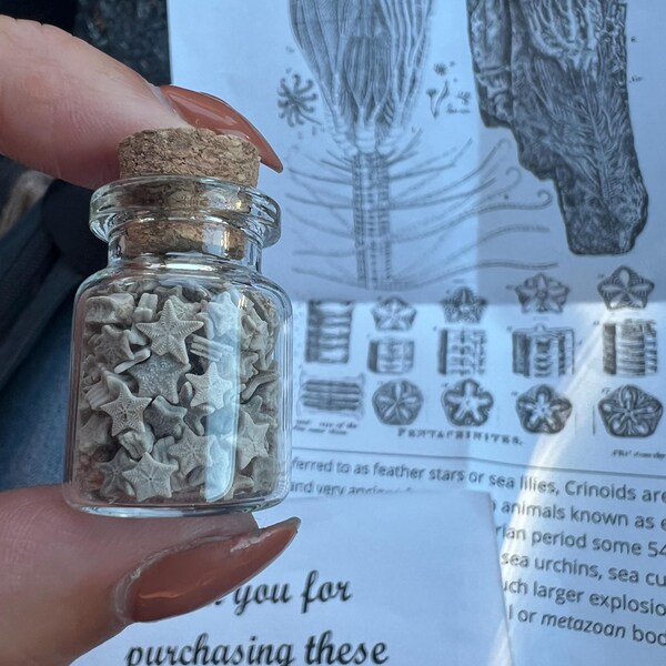 Star Crinoids From Southern Utah. - Etsy
